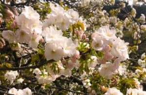 Japan's Sakura: Symbolism Explained (Cherry Blossoms)