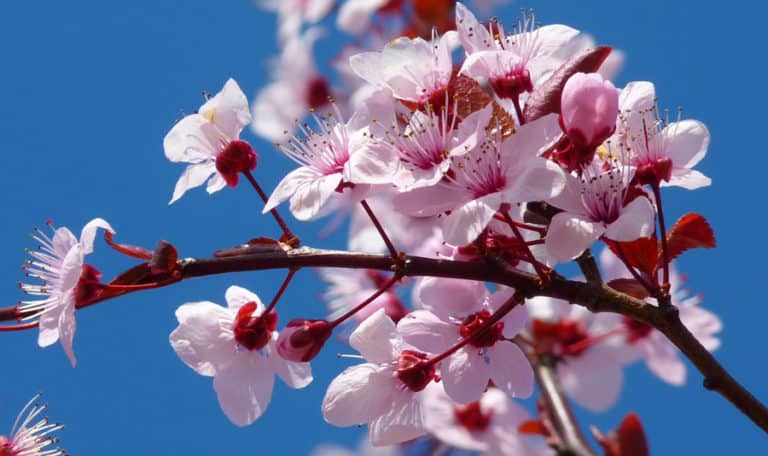 Japan's Sakura: Symbolism Explained (Cherry Blossoms)