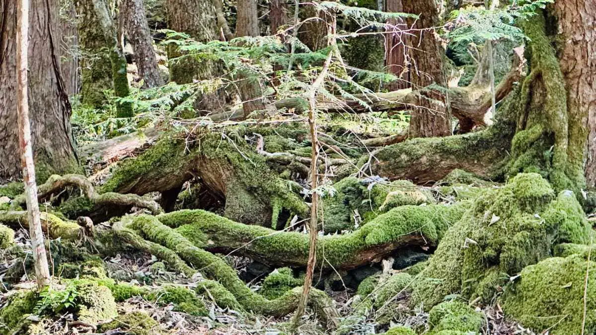 Reaching Aokigahara Forest (Japan): Train, Bus & More