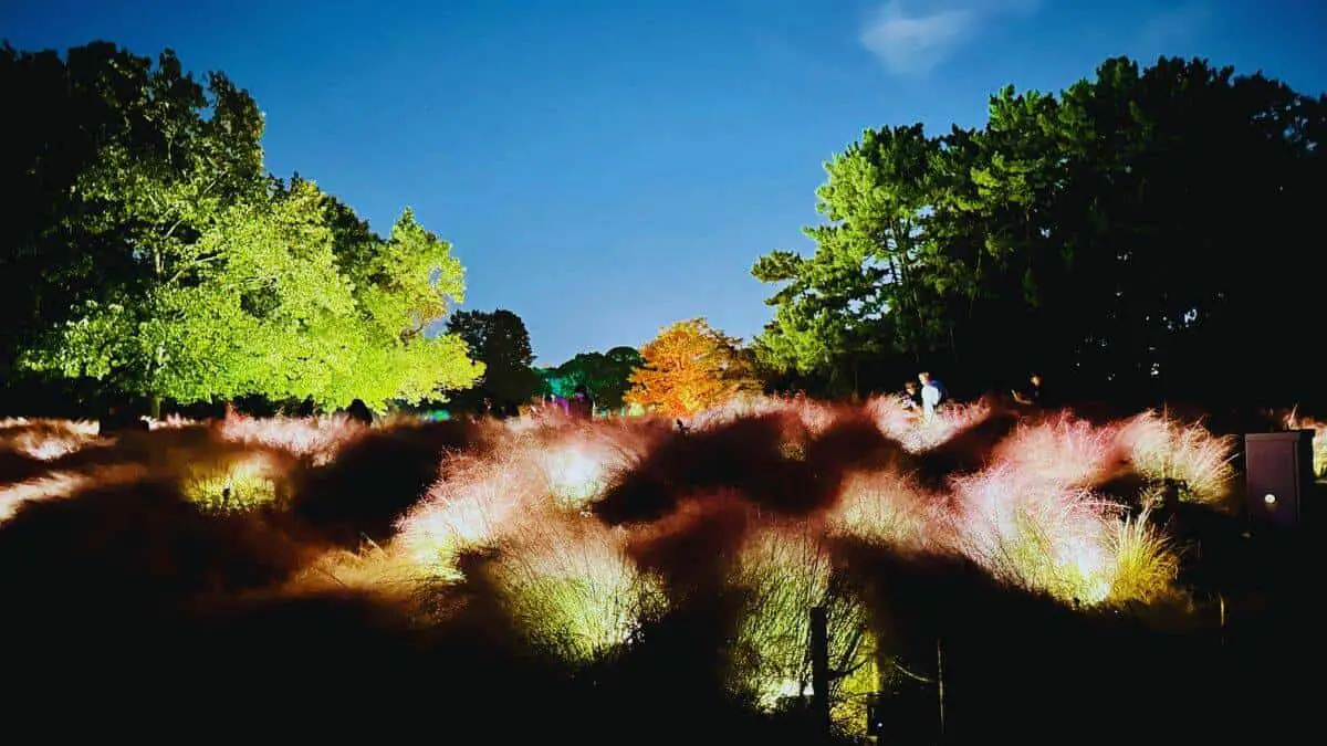 Is TeamLab Osaka Worth it? What You Must Know Before Going!