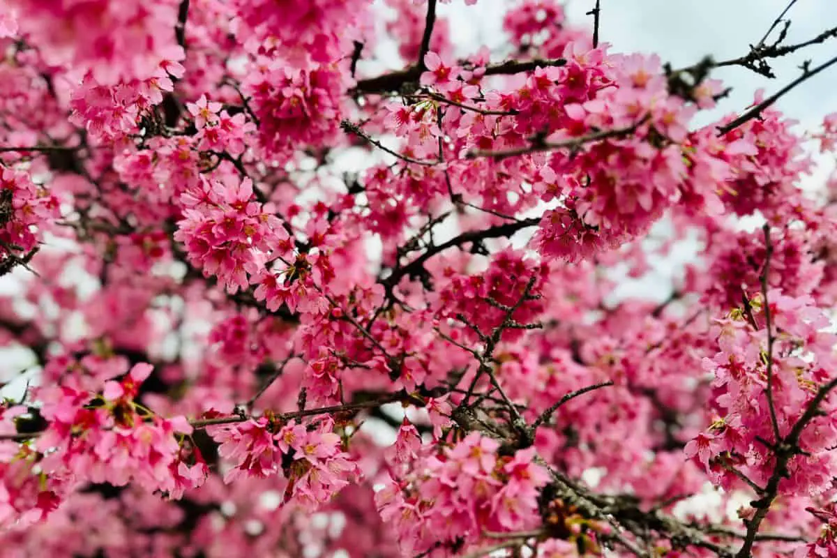 Kawazu Sakura: One of the Earliest Cherry Blossoms in Japan