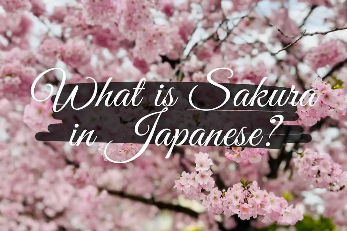 Japan's Sakura: Symbolism Explained (Cherry Blossoms)