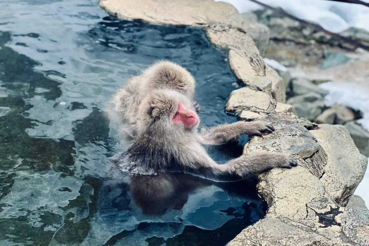 Visiting the Snow Monkey Park in Nagano: What to Expect