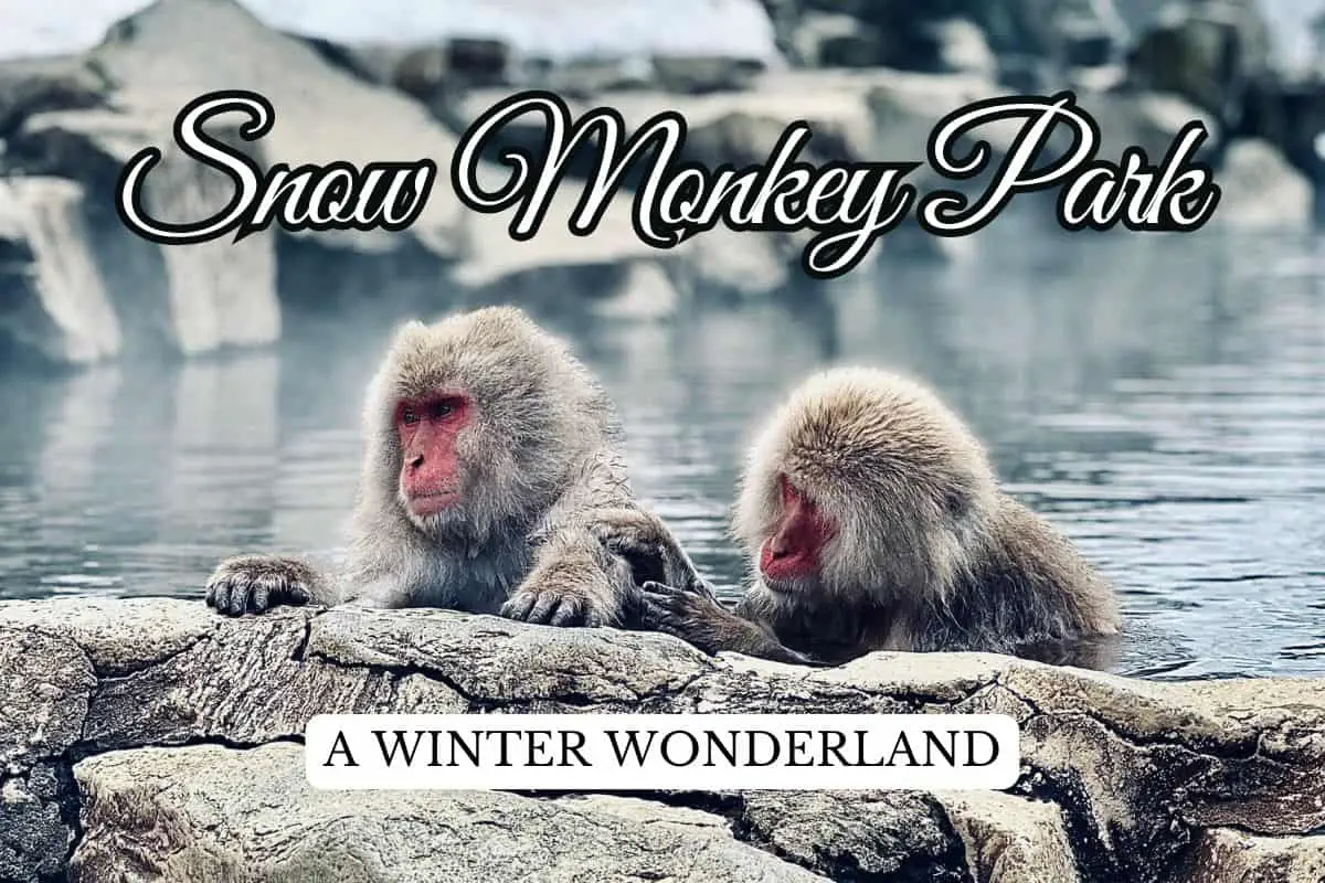 Visiting the Snow Monkey Park in Nagano: What to Expect