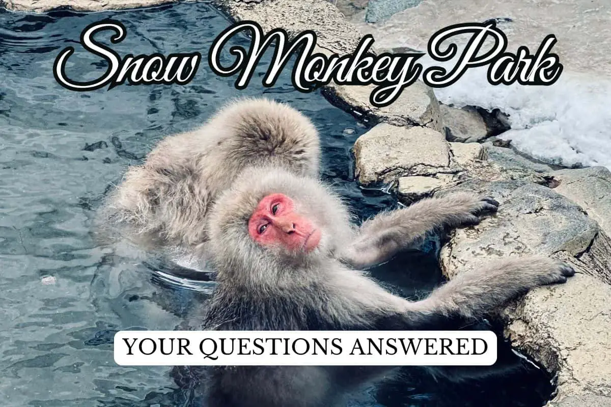 Snow Monkey Park Day Trip: Everything You Need to Know