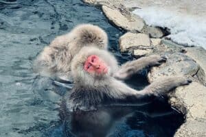 Snow Monkey Park Day Trip: Everything You Need to Know
